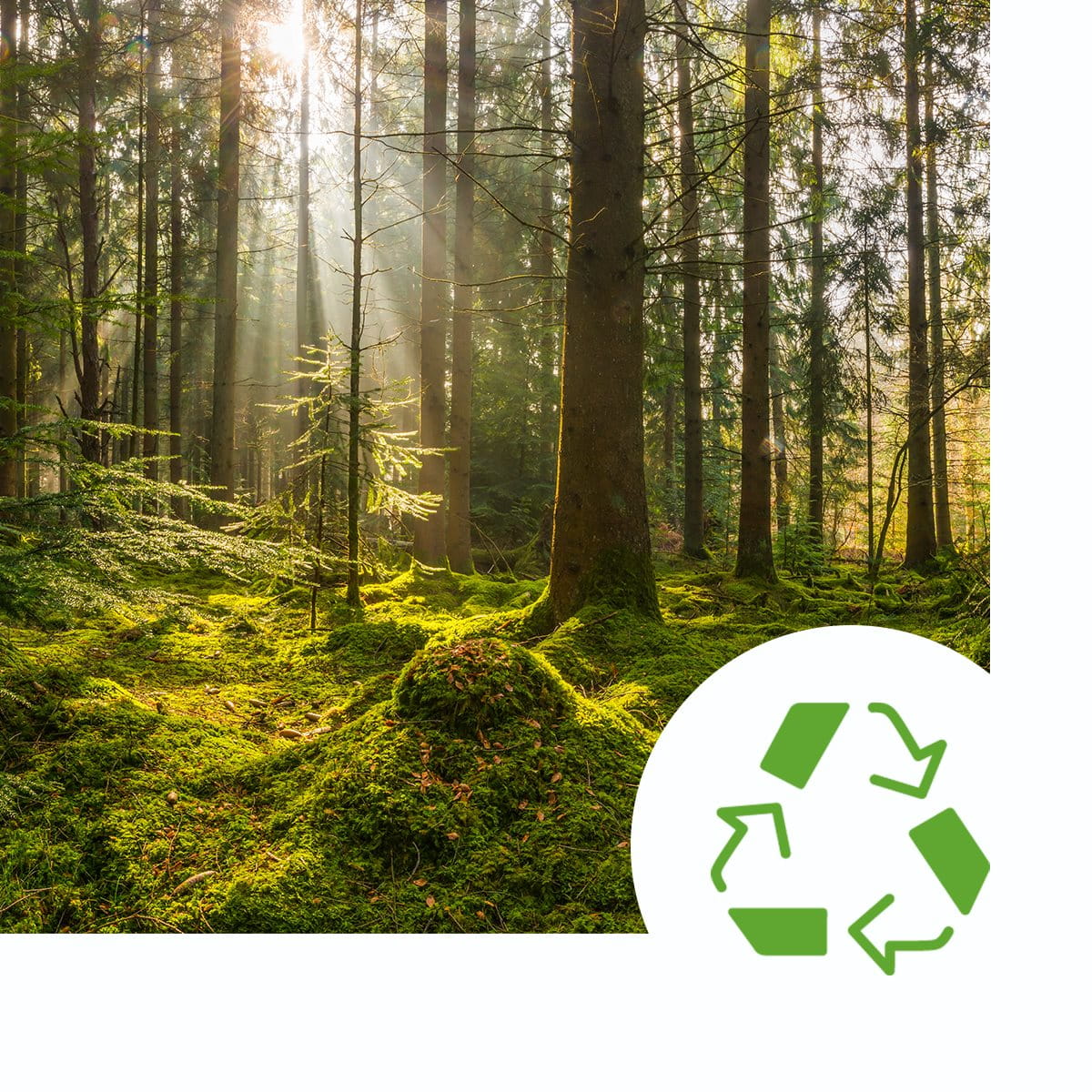Hansaplast sustainability goals | Hansaplast Hansaplast sustainability goals | Hansaplast